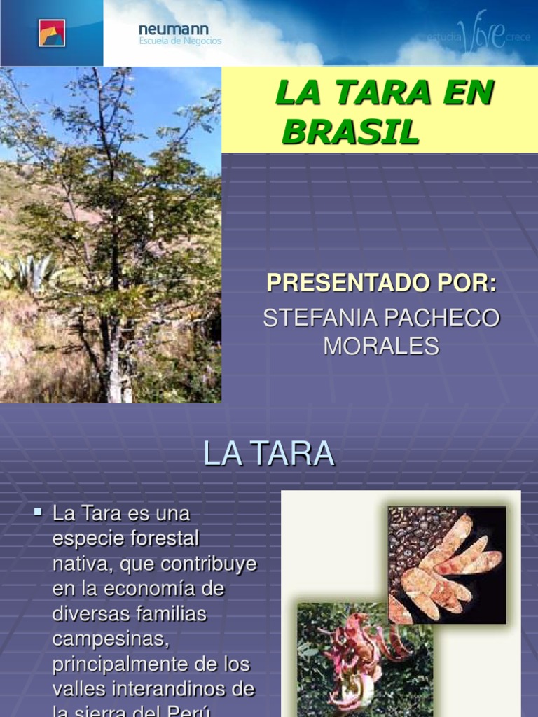 Producción y Exportación de Tara en Perú | PDF | Perú | Los bosques