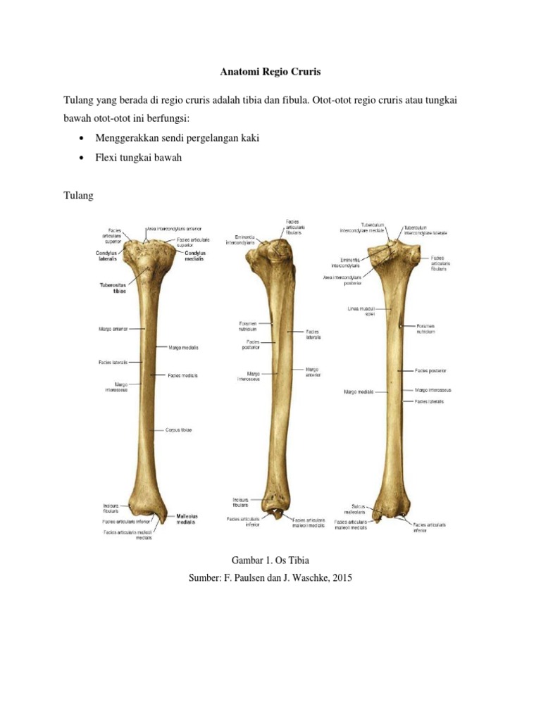 Anatomi Regio Cruris(1)