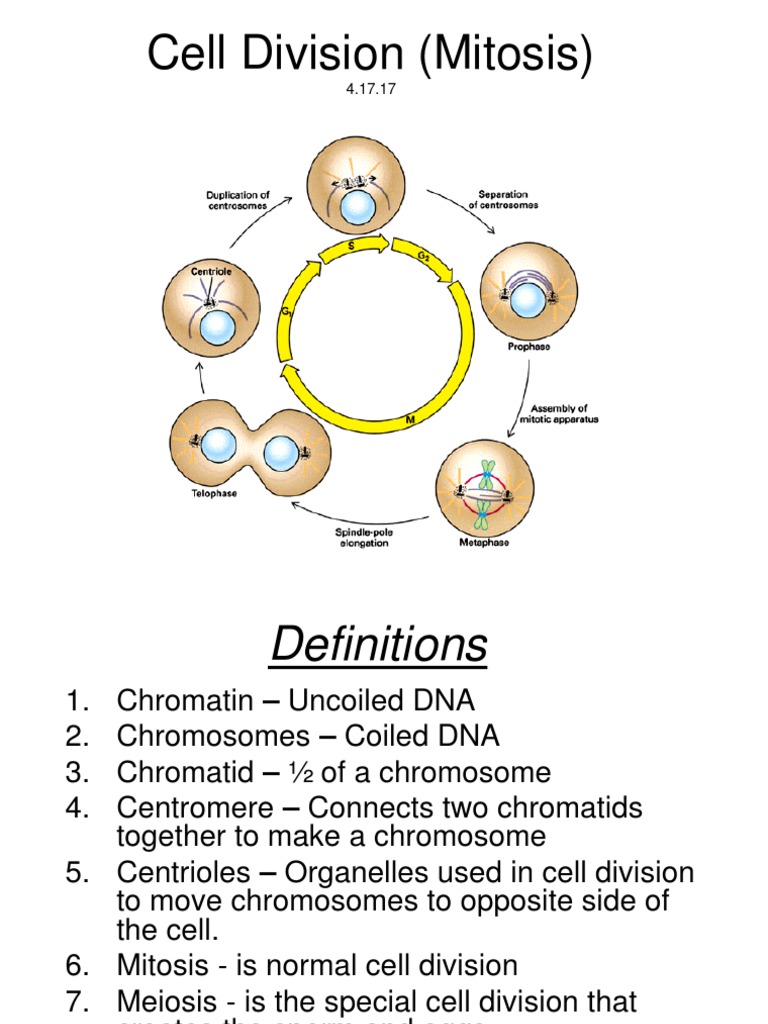 cell division mitosis for guided notes powerpoint 11 3 17 | Mitosis ...