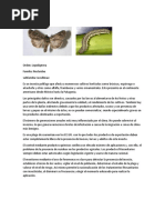 Gusano Soldado Spodoptera Exigua | PDF | Control biológico de plagas ...