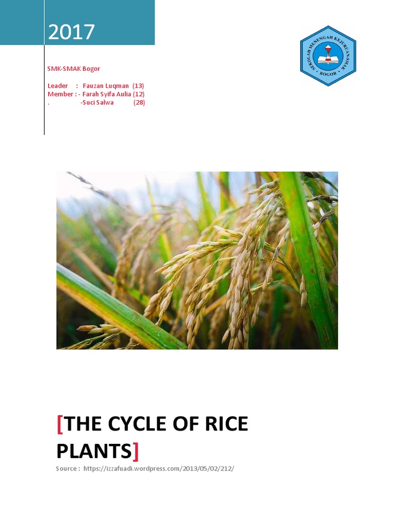 Rice Flowering Stage Explained | PDF | Seed | Flowers