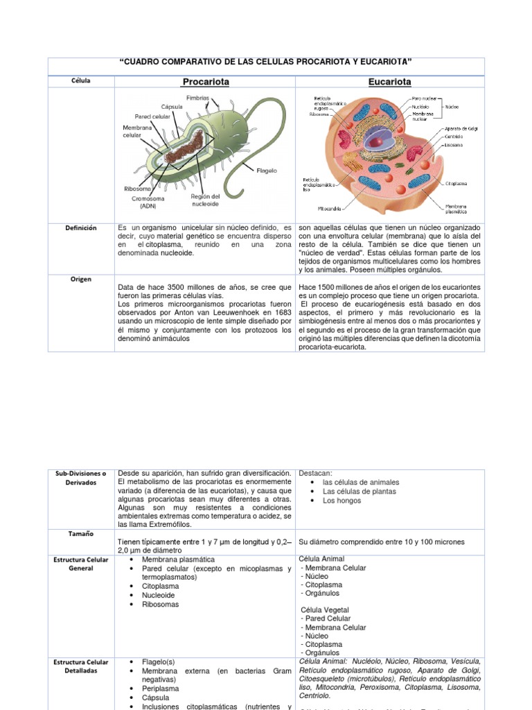 Cuadro Comparativo de Las Células Procariota y Eucariota | Procariota | Biología Celular)