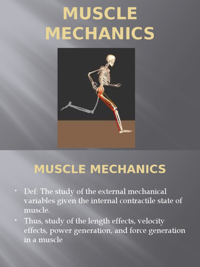 Muscle Mechanicsb | Muscle Contraction | Muscle