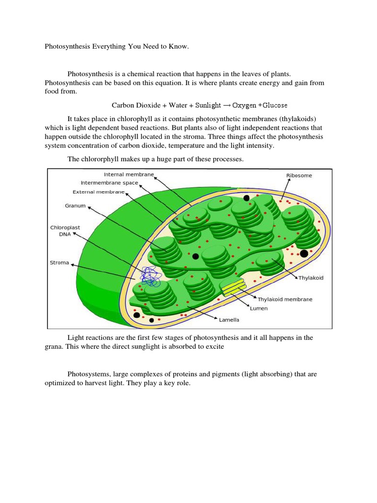 Photosynthesis Everything You Need To Know | PDF | Photosynthesis ...