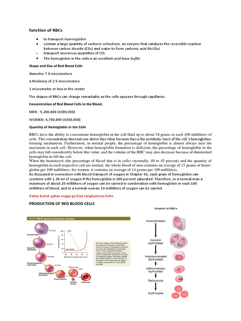 Function of RBCS: Shape and Size of Red Blood Cells | PDF