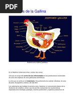 Anatomia y Fisiologia Del Pollo | PDF | Pollo | Anatomia animal