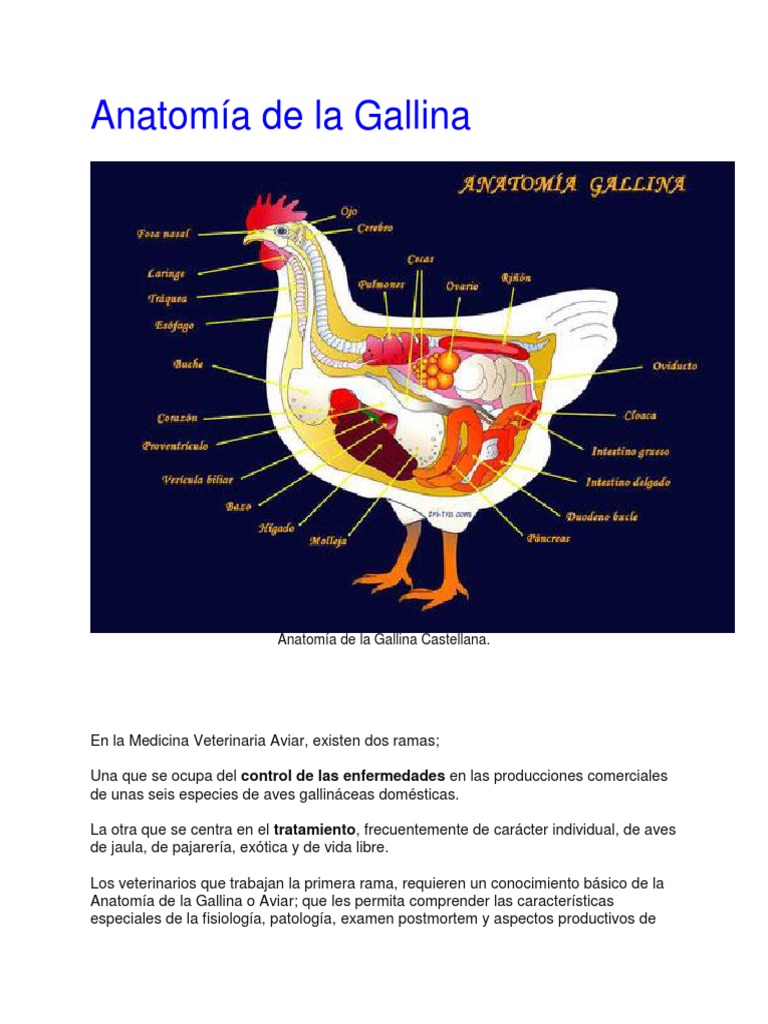 Anatomía Completa de la Gallina | PDF | Pulmón | Sistema digestivo humano