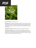 14 Plantas Medicinales de Tabasco | PDF