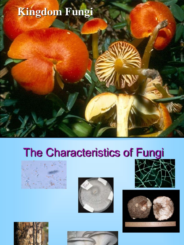 Intro To Fungi Presentation | PDF | Fungus | Microbiology