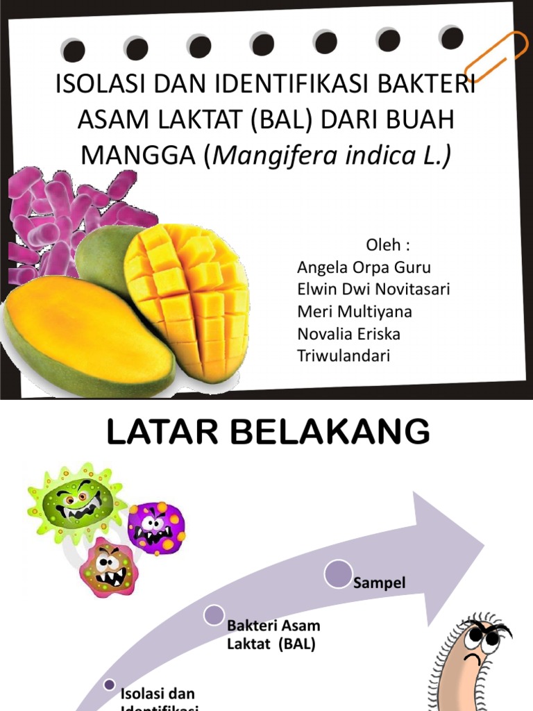 Isolasi Dan Identifikasi Bakteri Asam Laktat (Bal) Dari Buah MANGGA (Mangifera Indica L.) | PDF ...