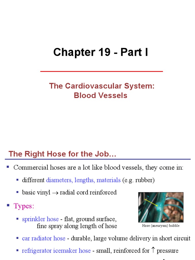 Chapter 19 - Part I: The Cardiovascular System: Blood Vessels | PDF ...