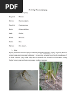 Klasifikasi, Morfologi Dan Anatomi Tanaman Singkong | PDF | Sains ...