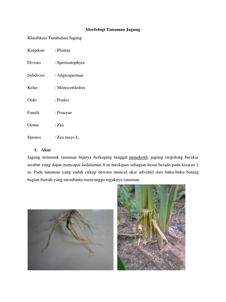 Morfologi Tanaman Jagung | PDF