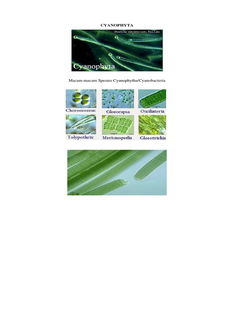Macam-Macam Spesies Cyanophytha/Cyanobacteria: Cyanophyta | PDF