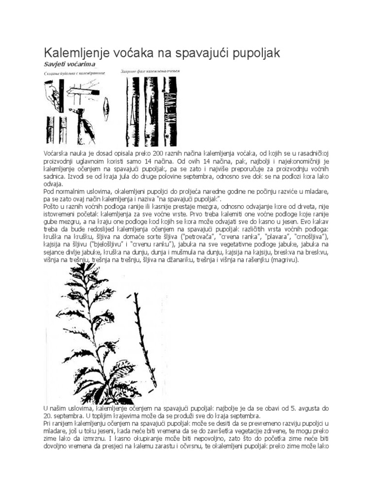 Kalemljenje Voćaka Na Spavajući Pupoljak | PDF