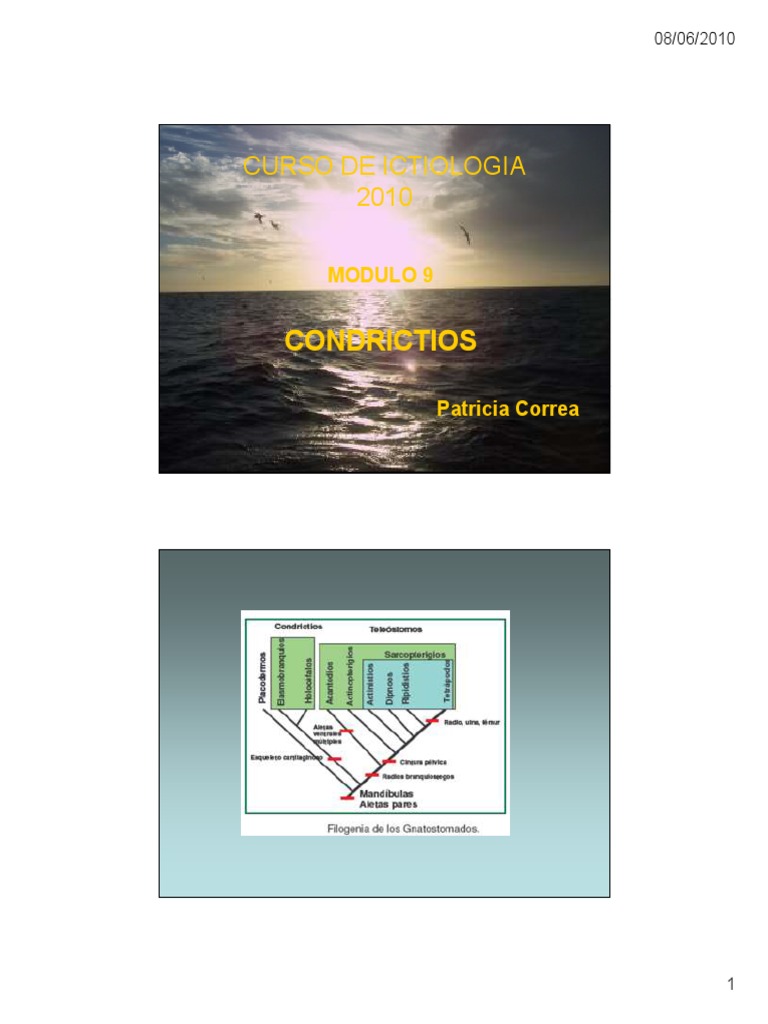 Condrictios 2010 PDF | Descargar gratis PDF | Tiburones | Anatomia animal