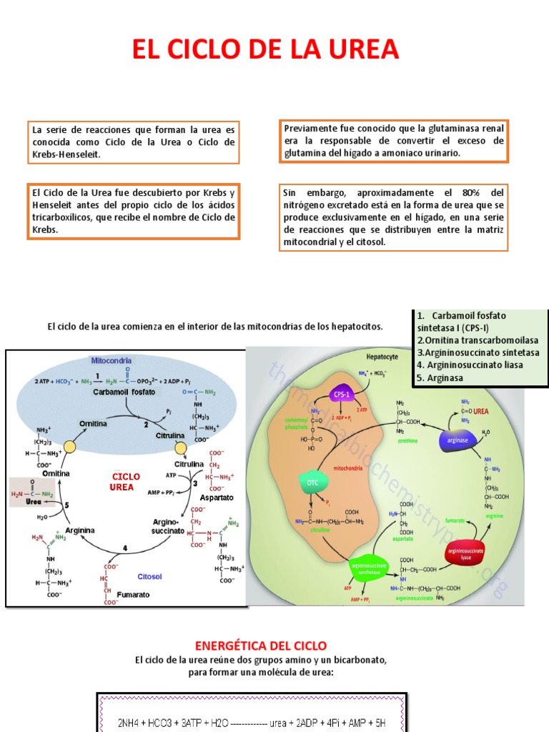 Ciclo de La Urea | PDF | Bioquímica | Química