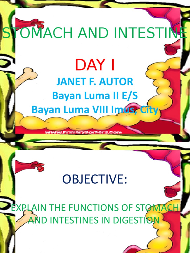 Stomach and Intestine Functions Explained | PDF | Digestion | Human Feces