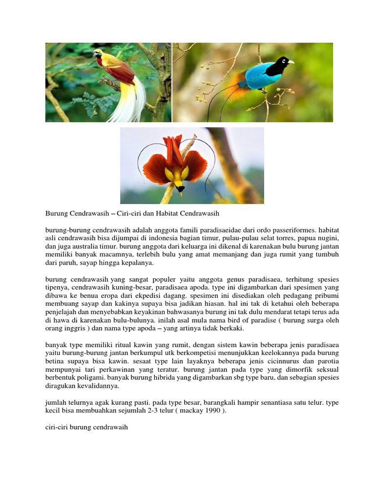 Burung Cendrawasih | PDF