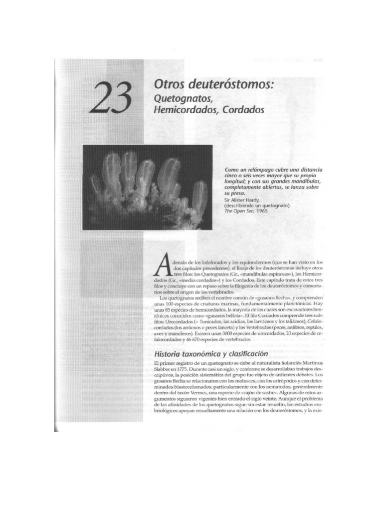 Capitulo 23 Otros Deuteróstomos - Quetognatos, Hemicordados y ...