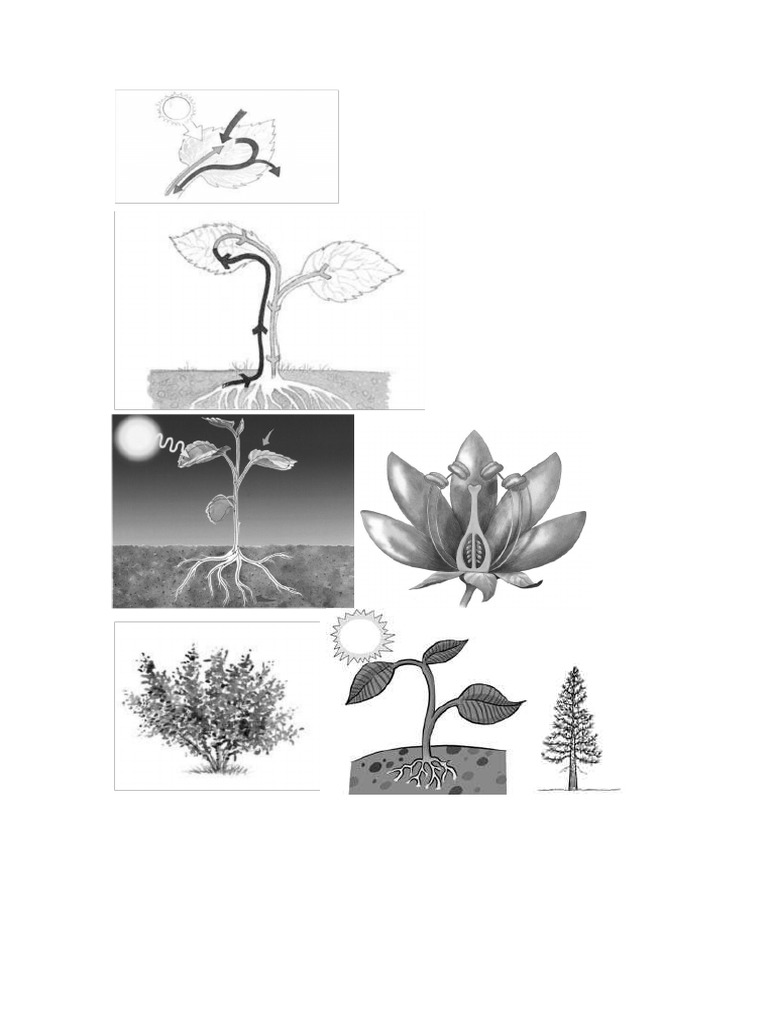 Plant Kingdom. Science 5 | PDF