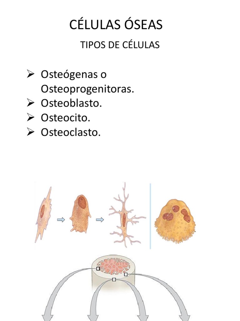 Células Óseas | Descargar gratis PDF | Hueso | Órgano (anatomía)