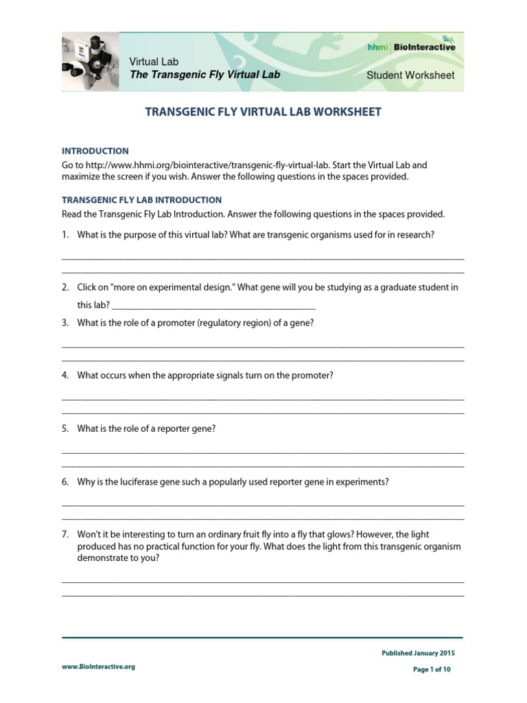 Transgenic Fly Lab Worksheet Student | PDF | Promoter (Genetics ...