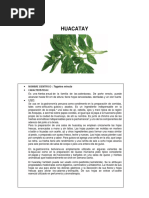 Sacha Culantro | PDF | Hierbas y especias | Alimentos