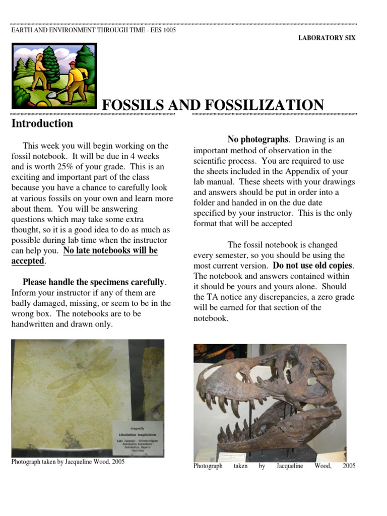 Lab6 Fossilization Pdf Fossil Paleontology
