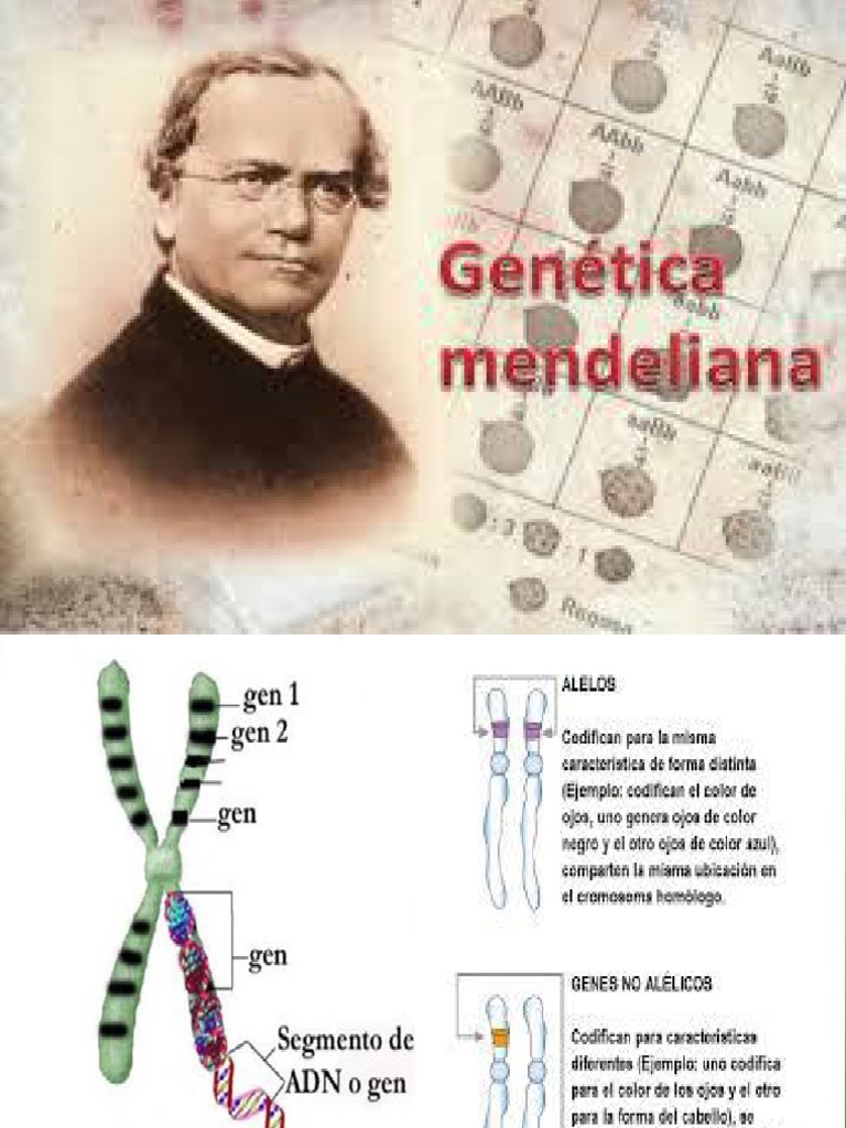 Genetica Mendeliana | PDF | Dominancia (Genética) | Tipo de sangre