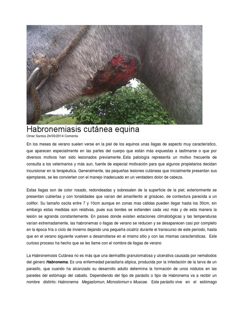 Habronemiasis cutánea equina | Mosca | Huevo | Prueba gratuita de 30 ...