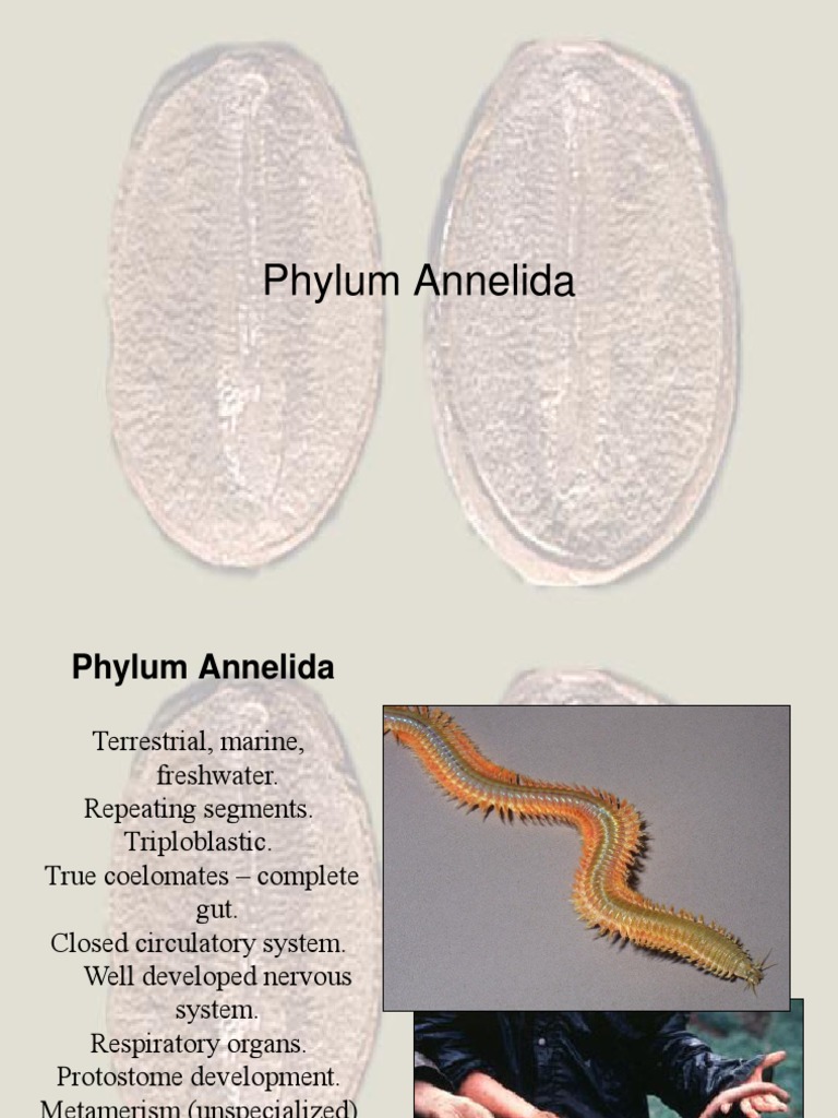 Phylum Annelida Class Hirudinea Suckers