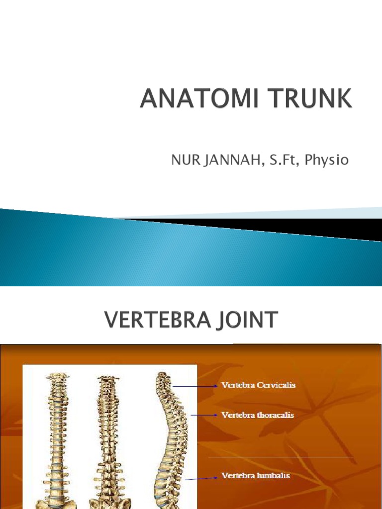 Anatomi Trunk | PDF