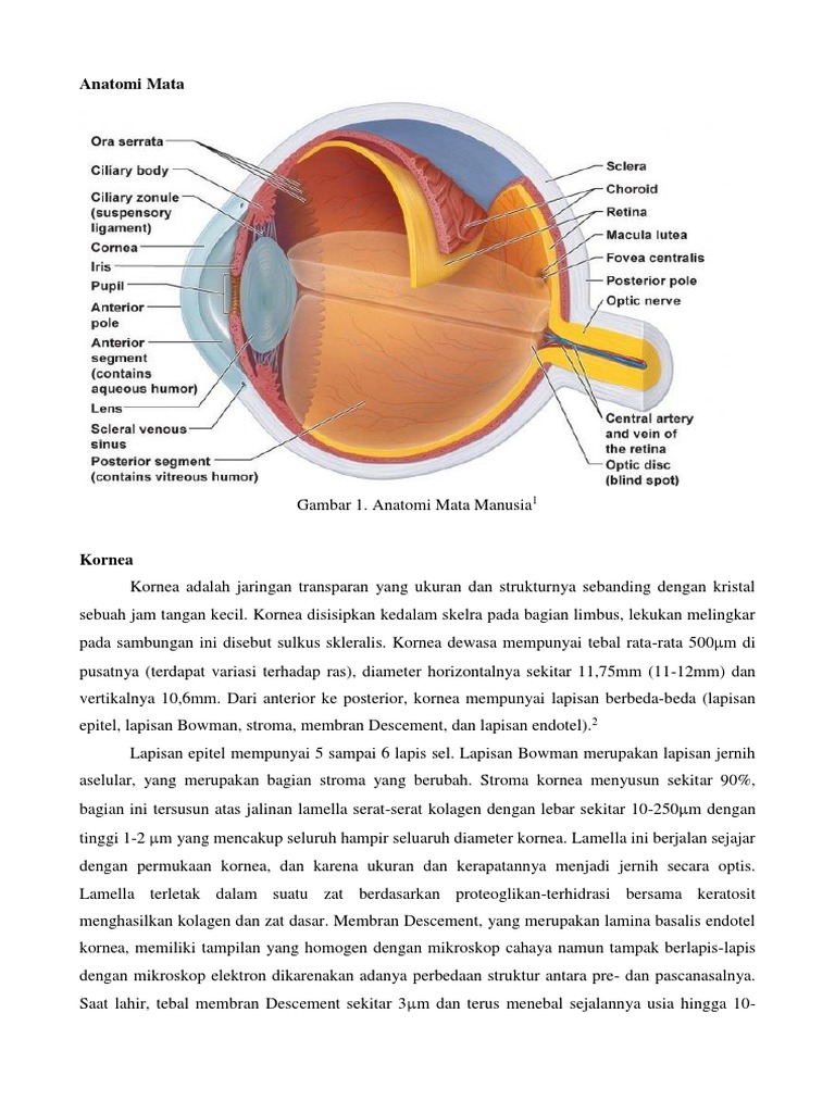 Anatomi Mata | PDF