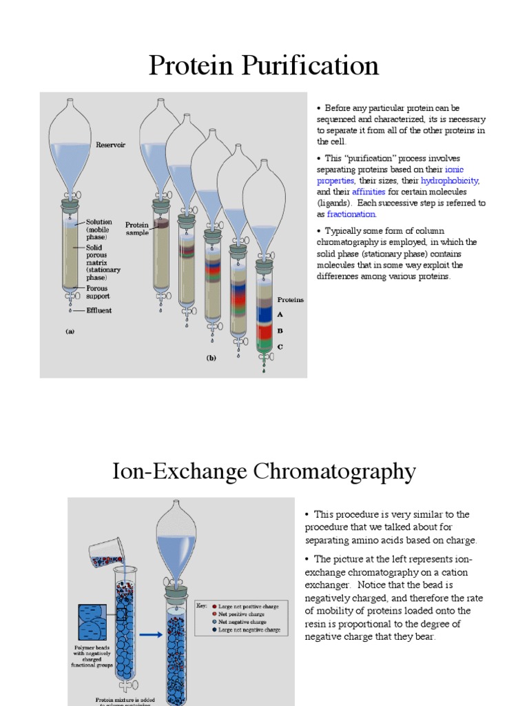 Protein Purification: Ionic Properties Hydrophobicity Affinities ...
