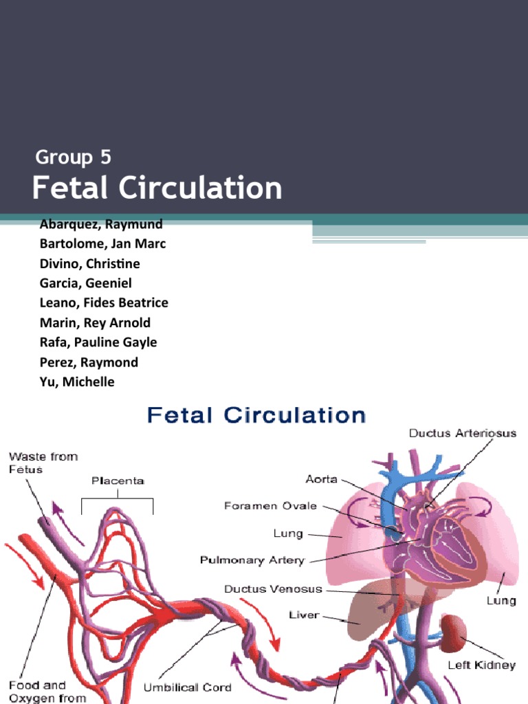 Fetal Circulation | PDF | Fetus | Circulatory System