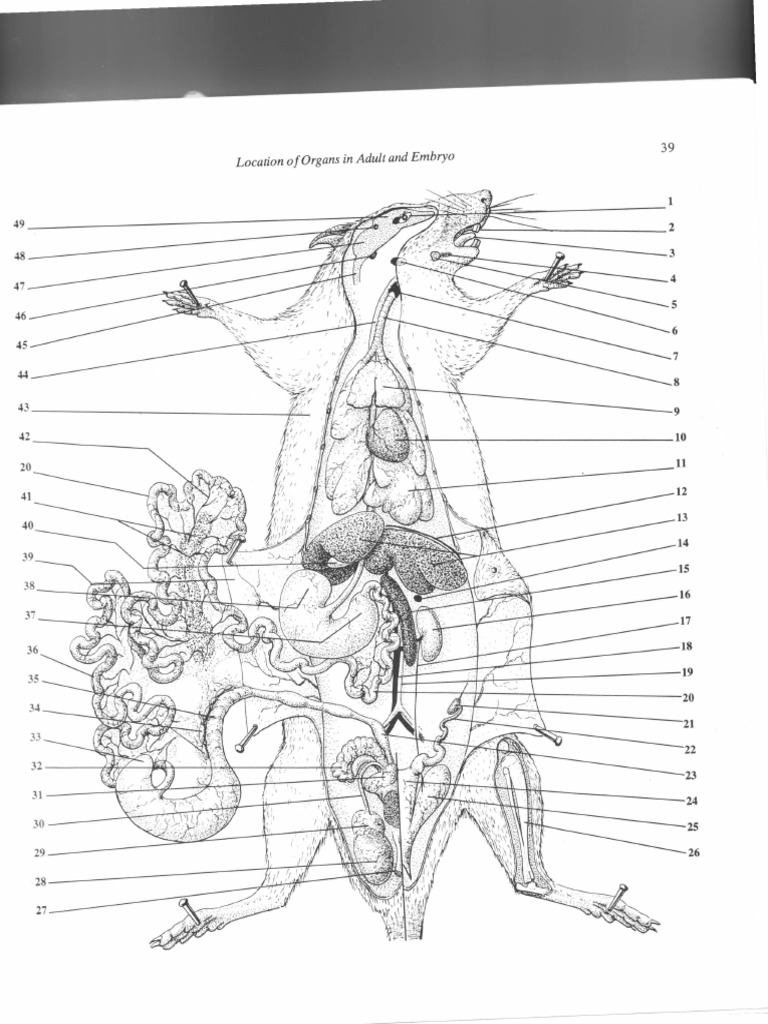 Anatomía Interna de Rata | PDF