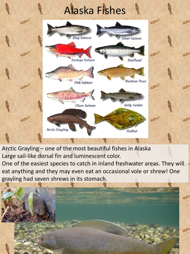 Alaska Fishes | PDF | Rainbow Trout | Fish