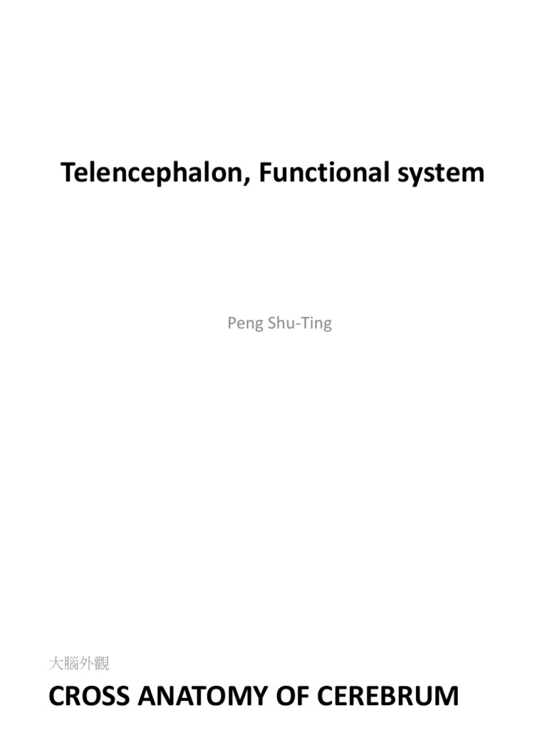 0411 - Telencephalon Functional System | Download Free PDF | Neuroscience | Organ (Anatomy)