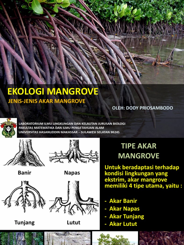 Jenis-Jenis Akar Mangrove dan Fungsinya | PDF | Griya & Taman ...