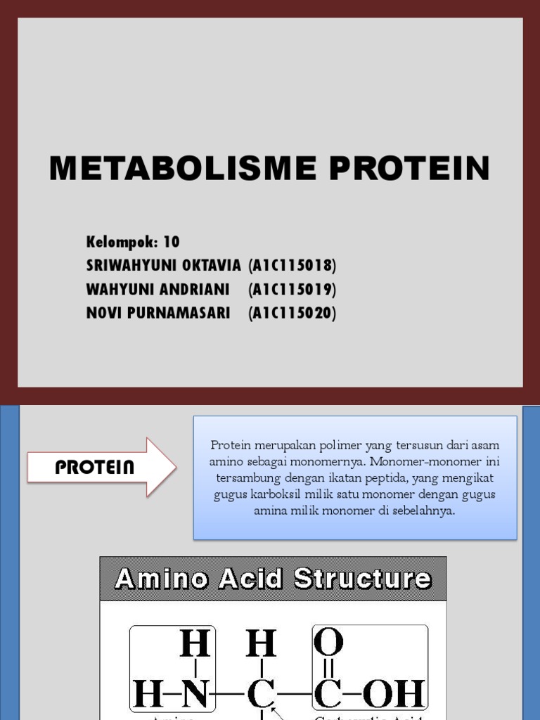 Metabolisme Protein | PDF