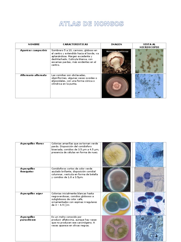 Atlas de Hongos Filamentosos | PDF | Aspergilo | Hongo