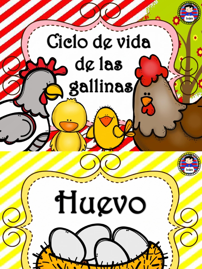 Ciclo de Vida de la Gallina para Niños | PDF | Ciencia y matemáticas