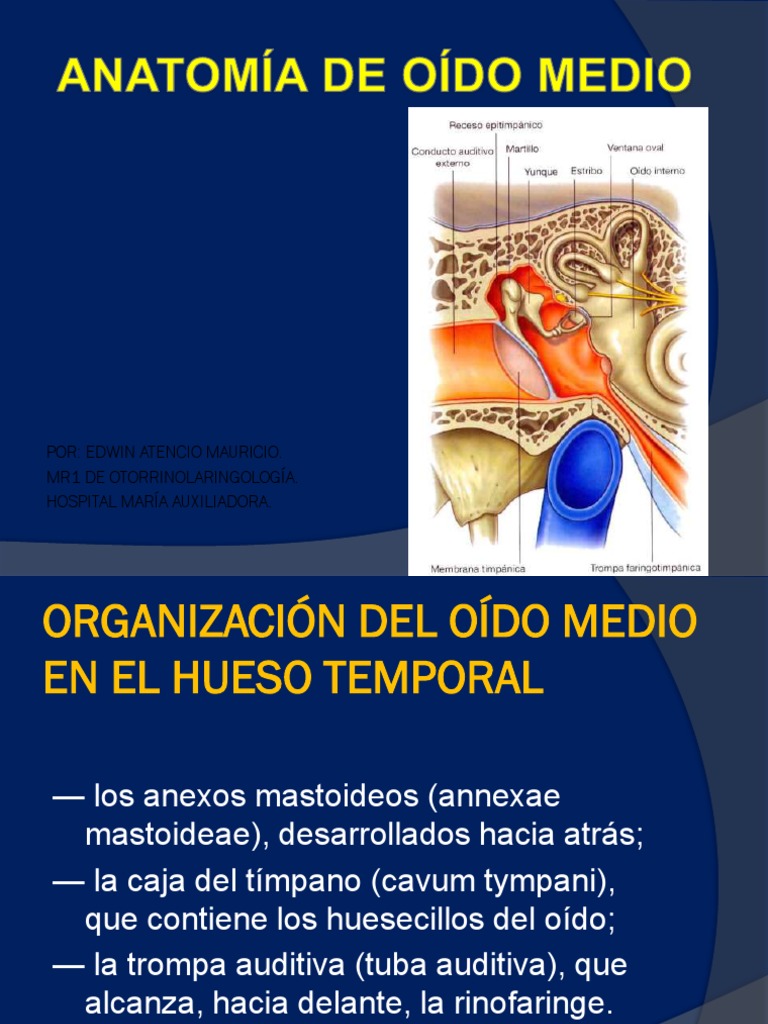 Anatomia Oido Medio | Musculoskeletal System | Primate Anatomy