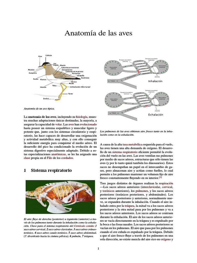 Anatomía y Adaptaciones de las Aves | PDF | Pulmón | Zoología