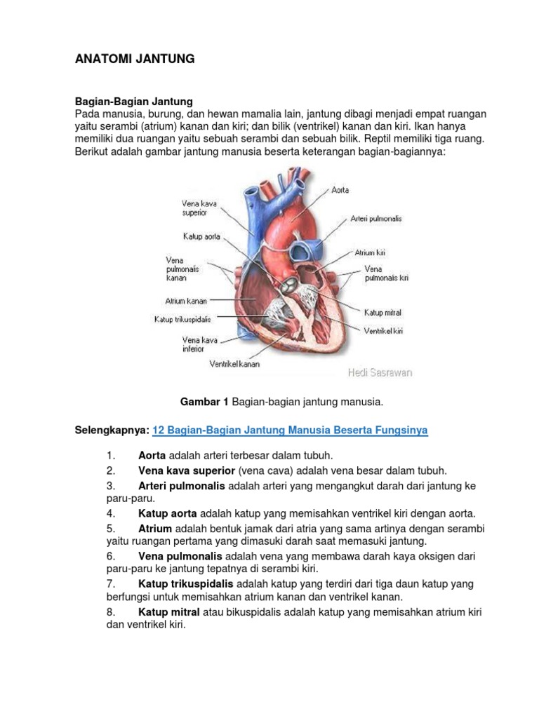Anatomi Jantung | PDF