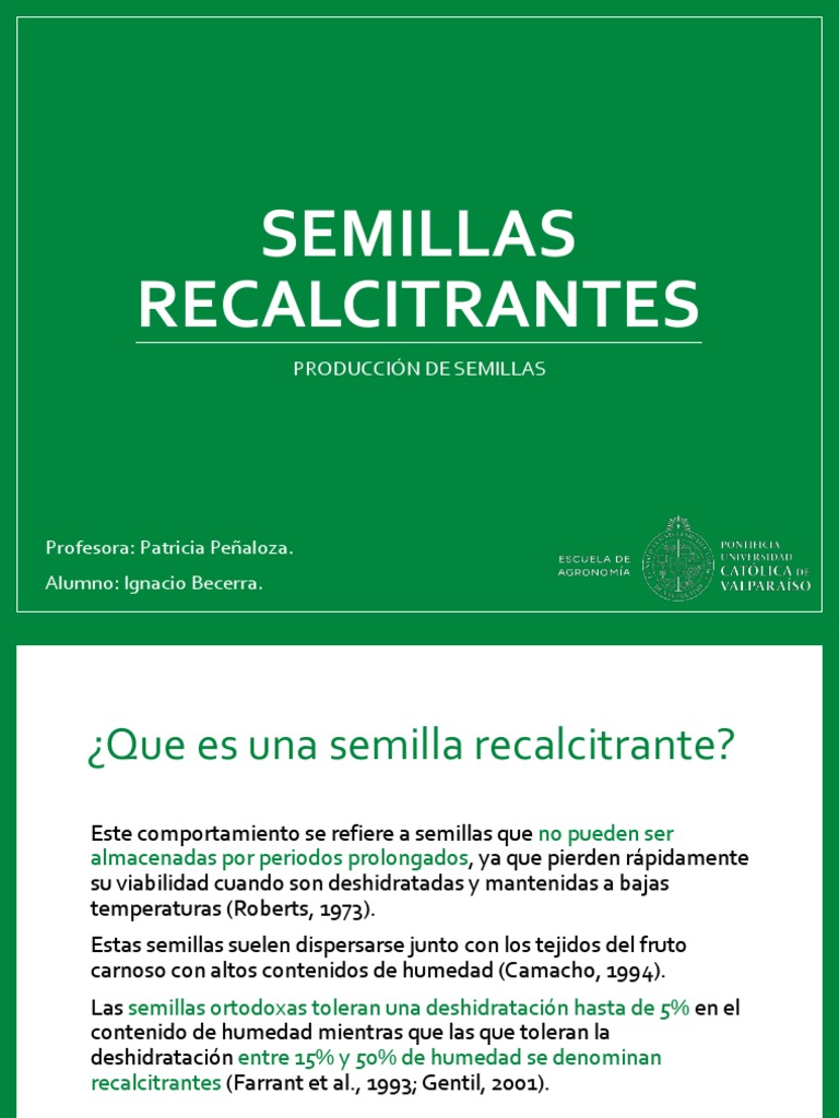 Semillas Recalcitrantes: Características y Ejemplos | PDF | Germinación ...