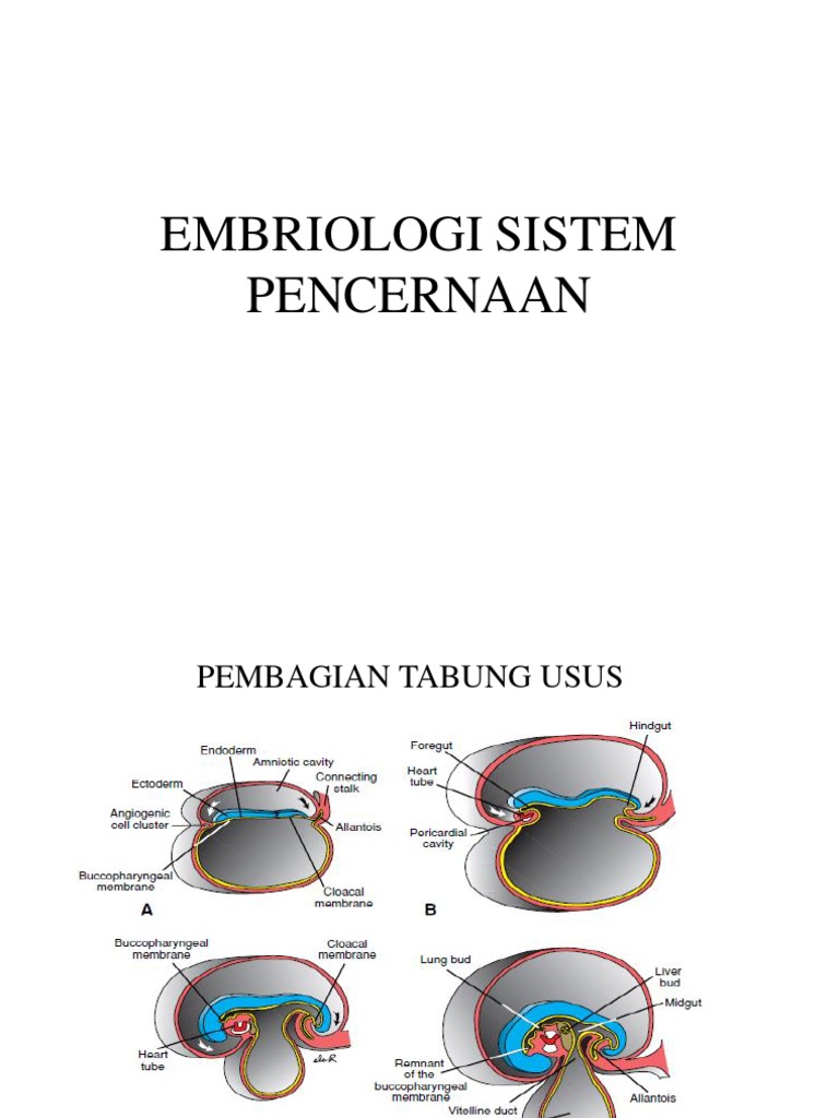Embriologi Digestive | PDF