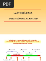 Lactogénesis y Lactopoyesis Mamaria | PDF | Lactancia | Pecho