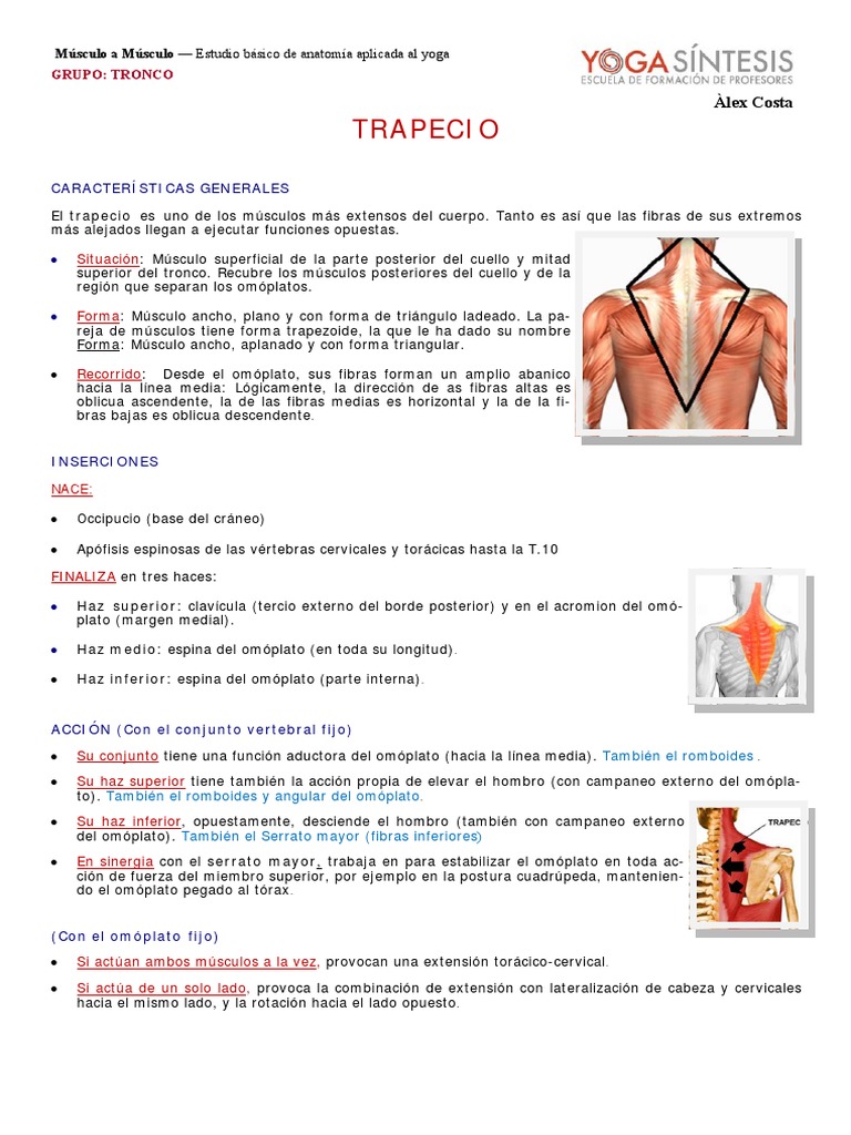 Trapecio Pdf Hombro Sistema Musculoesquelético